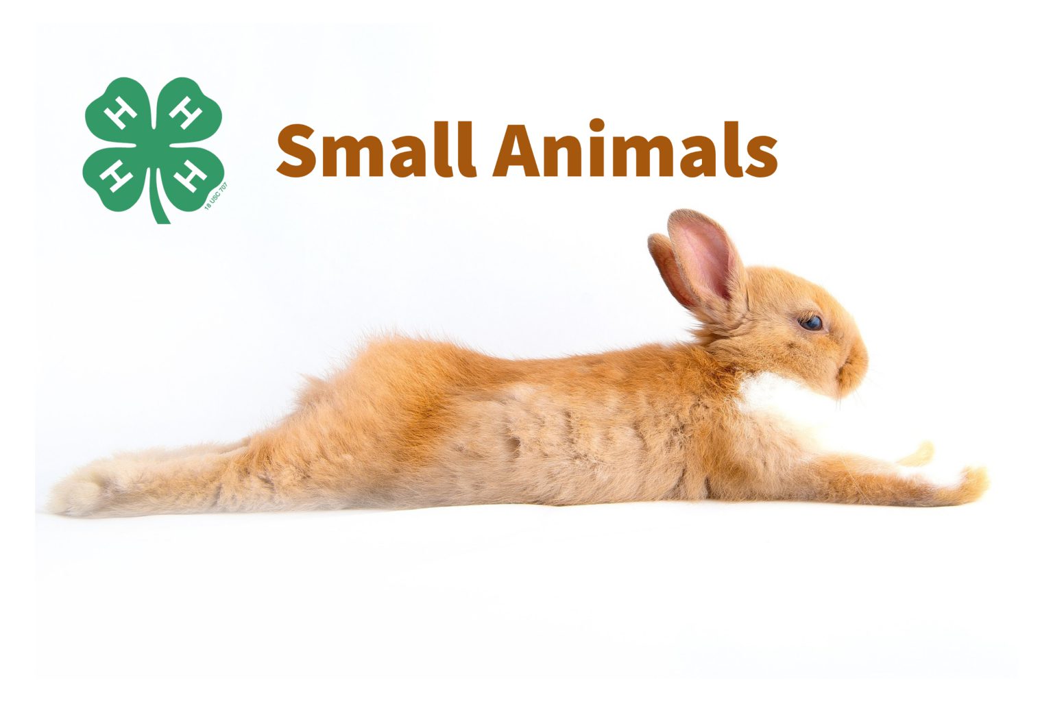 Small Animal Committee - Adams County 4-H