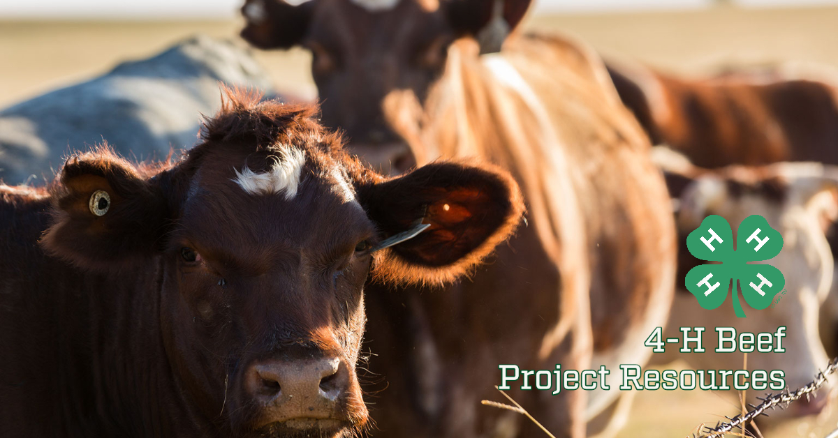 4-H Beef Project - Adams County 4-H