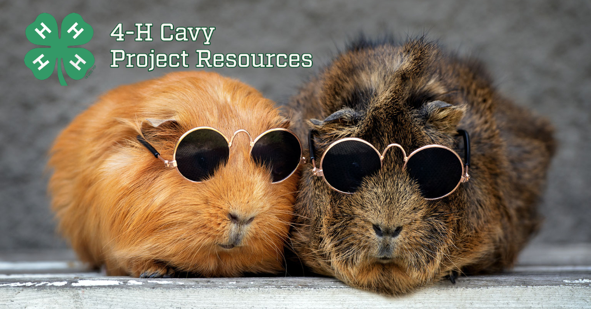 4-H Cavy Project - Adams County 4-H