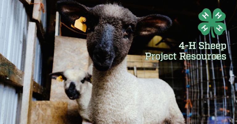 4-H Sheep Project - Adams County 4-H