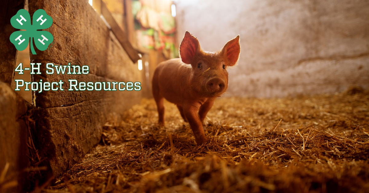 4-H Swine Project - Adams County 4-H