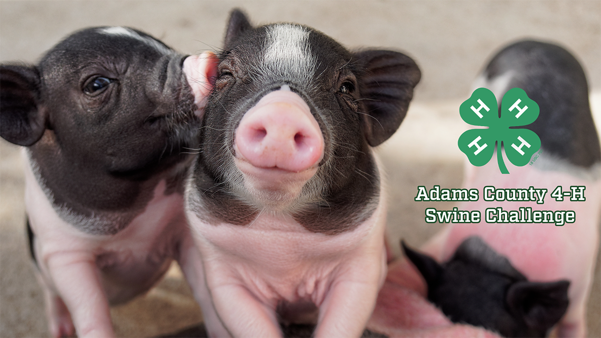 4-H Swine Challenge - Adams County 4-H